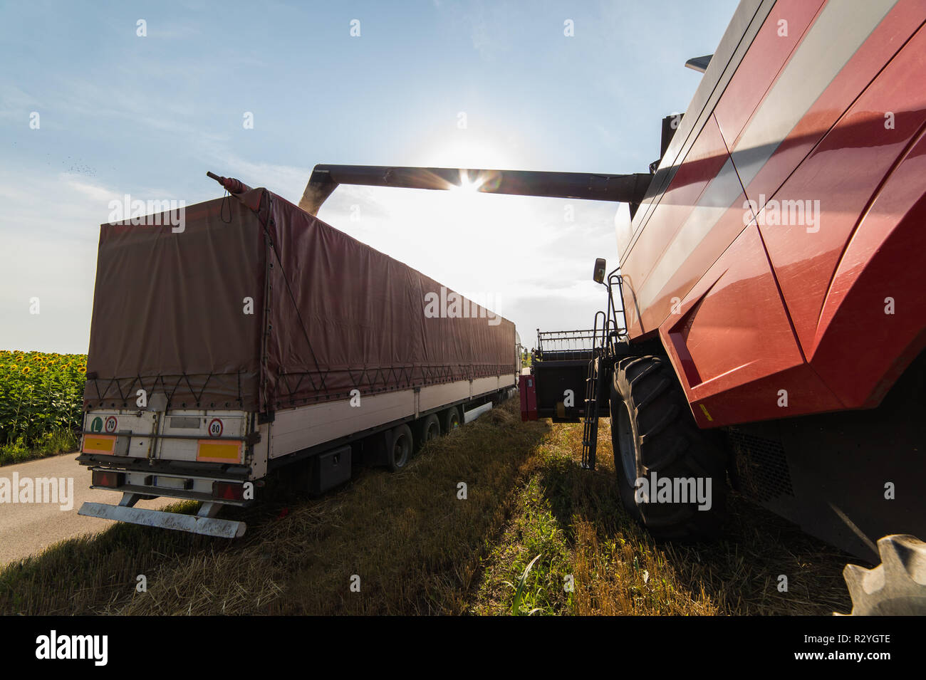 Pouring corn grain into tractor trailer after harvest at field Stock ...