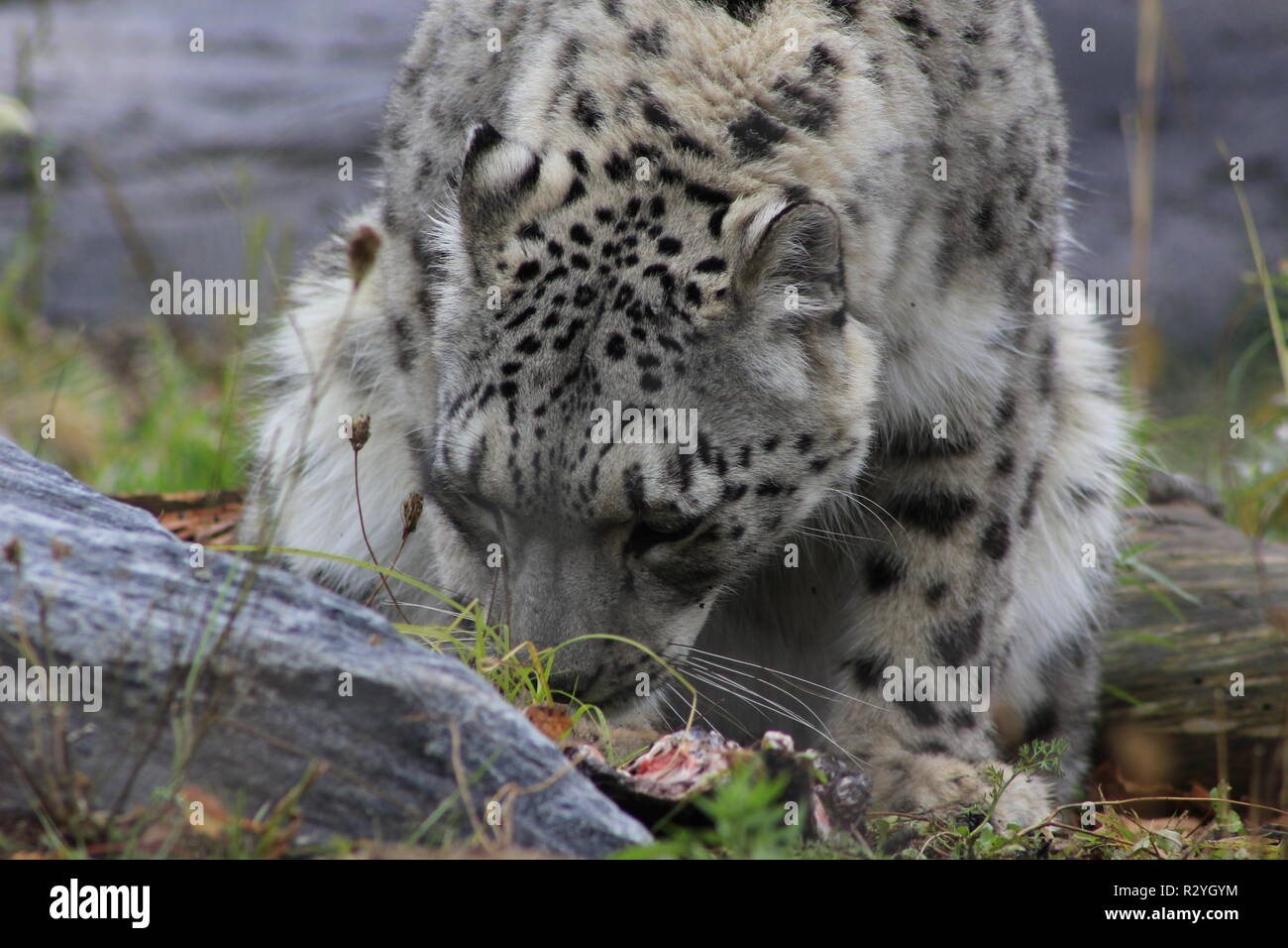 Profile Portrait of a Snow Leopard in a Snow Storm Against a Mottled ...