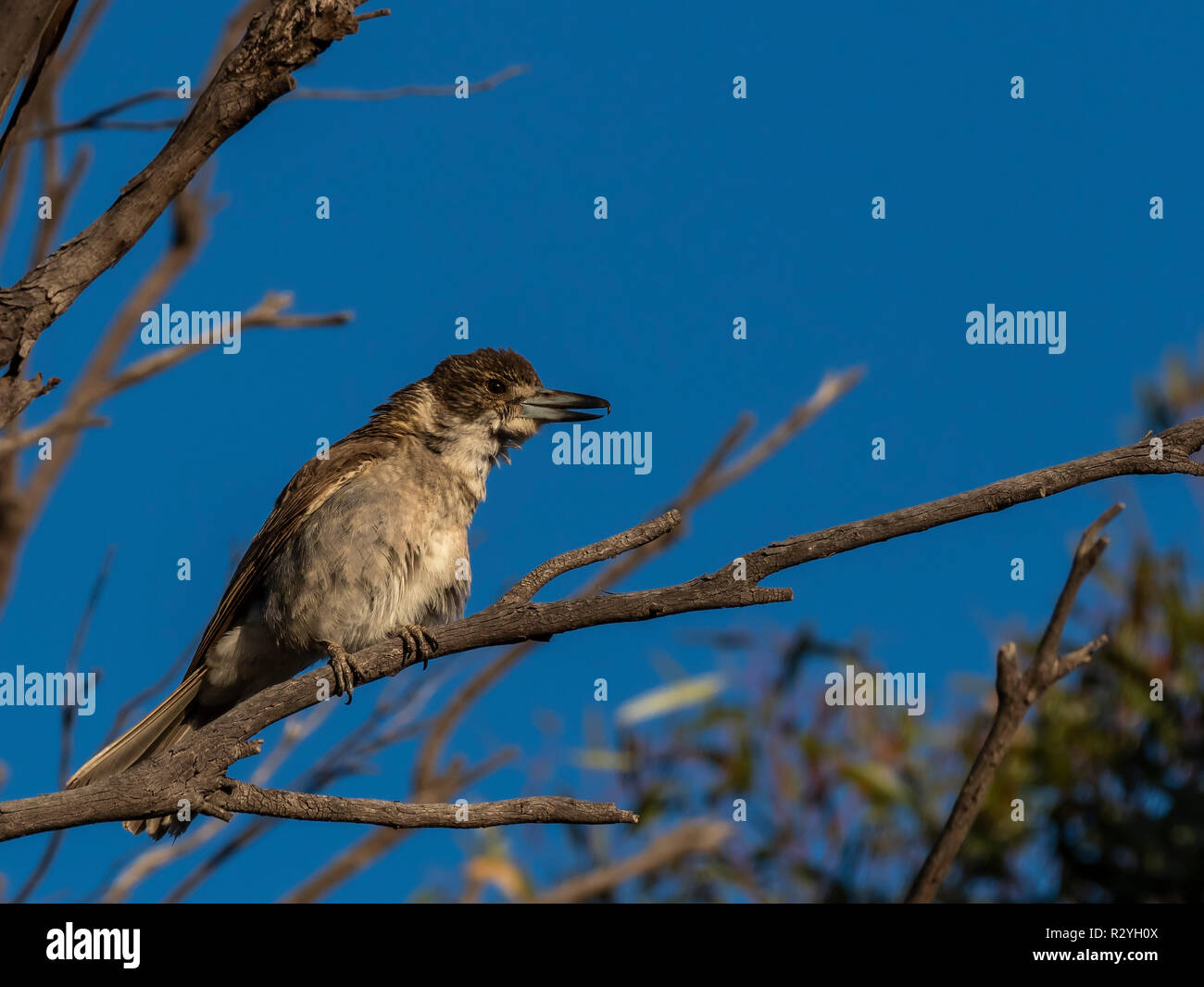 Grey Butcherbird (Cracticus torquatus) race "leucopterus Stock Photo ...