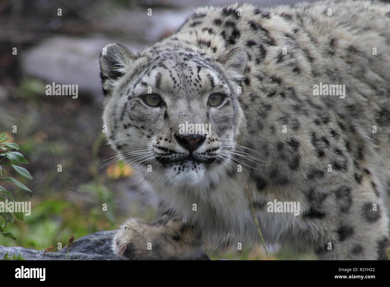 Profile Portrait of a Snow Leopard in a Snow Storm Against a Mottled ...