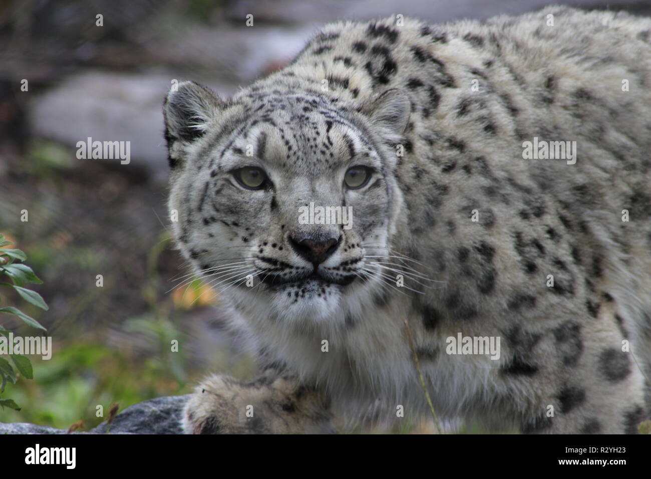 Snow leopard in profile in hi-res stock photography and images - Alamy