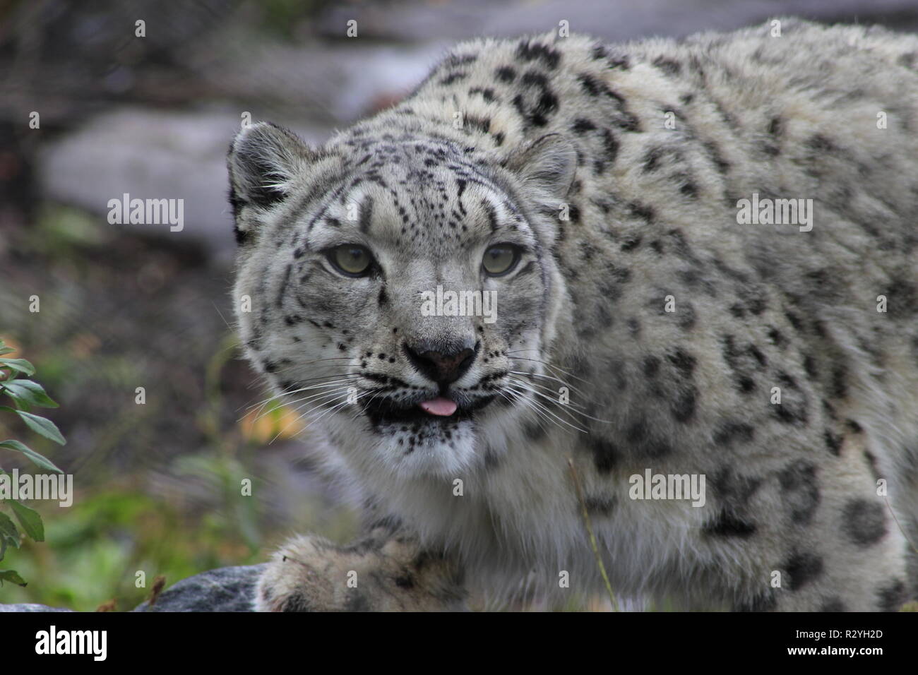 Closeup profile snow leopard face hi-res stock photography and images ...