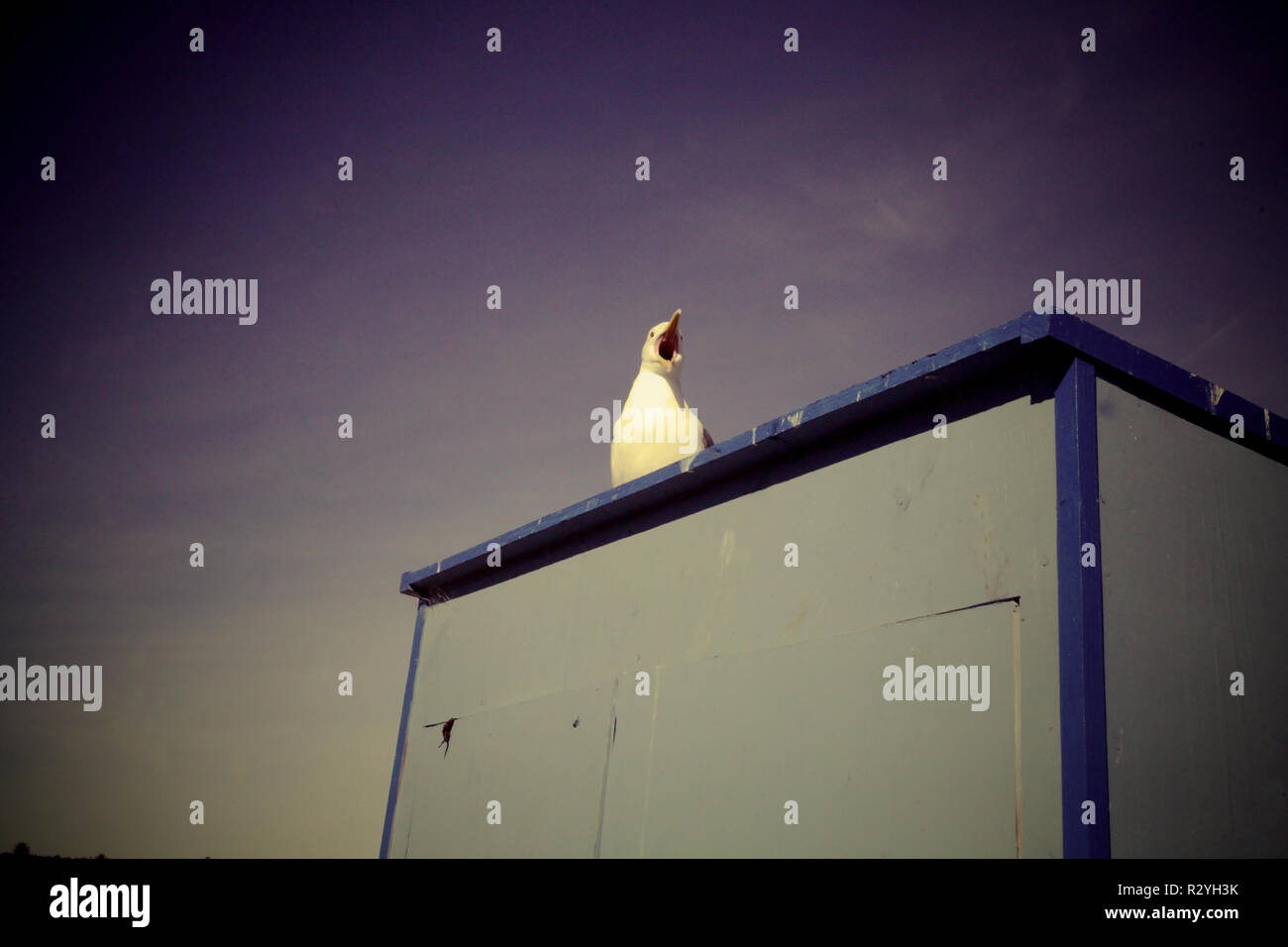 Seagull sitting on the construction close to the beach at sSanta Cruz ...