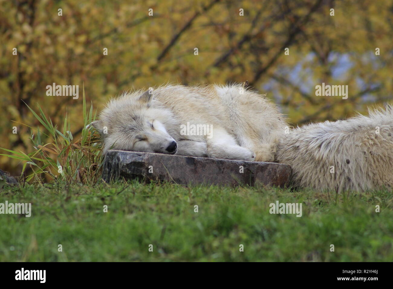 Arctic wolf grass field hi-res stock photography and images - Alamy