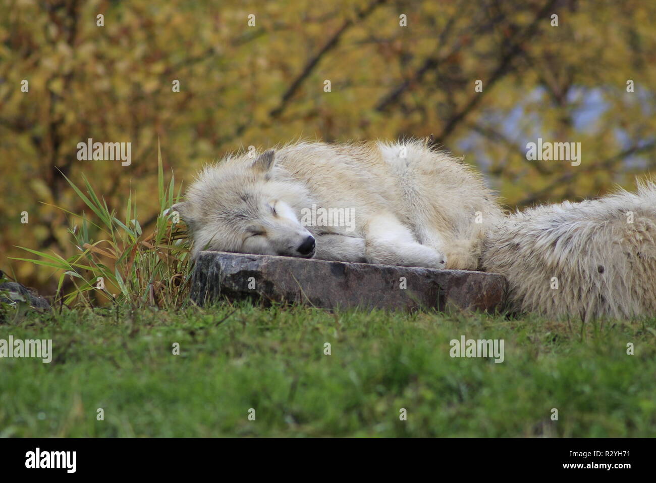 Prairie Wolf Stock Photos & Prairie Wolf Stock Images - Alamy