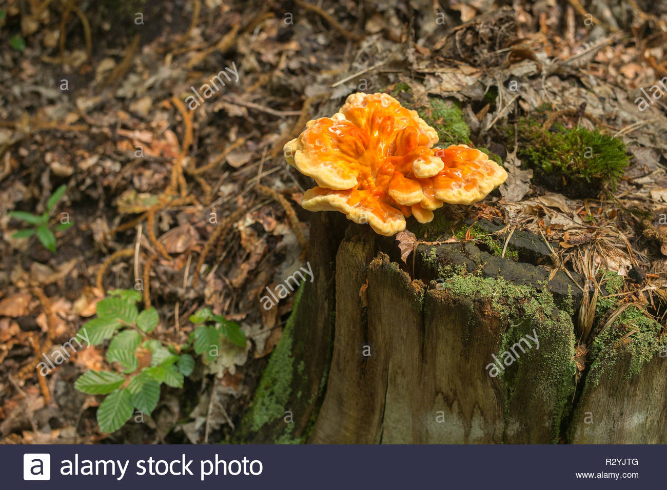 Orange Polypore Stock Photos & Orange Polypore Stock Images - Alamy