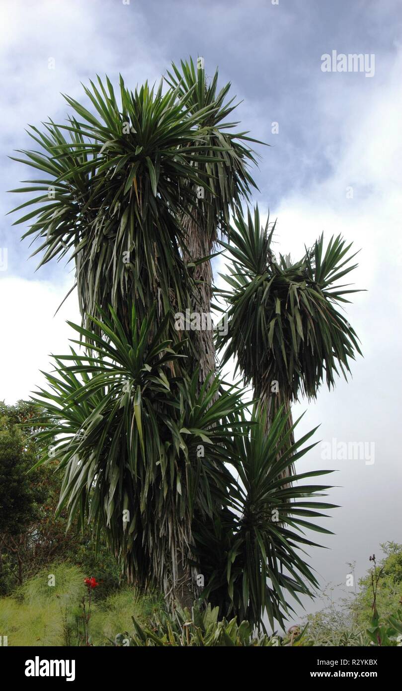 Juniper stump hi-res stock photography and images - Alamy