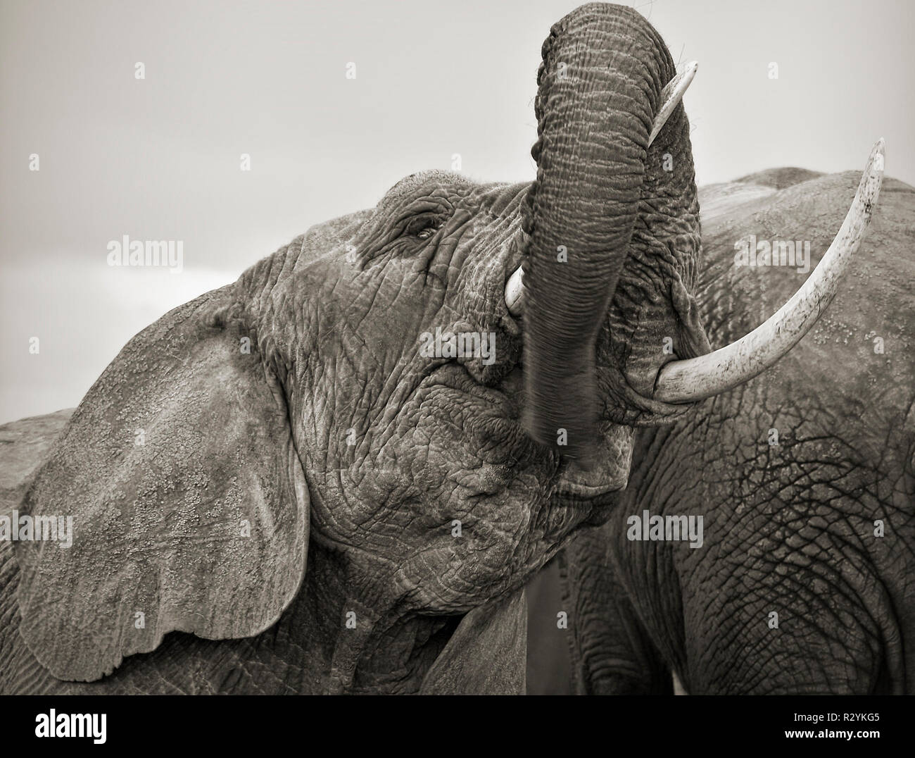 Elephant movement hi-res stock photography and images - Alamy