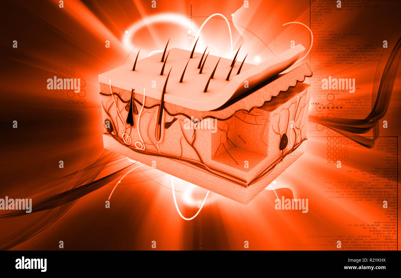 Human Skin Diagram High Resolution Stock Photography and Images - Alamy