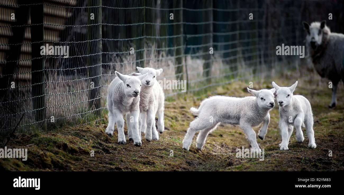 Photographed on the Friday 29 March 2013. Some young lambs enjoying ...