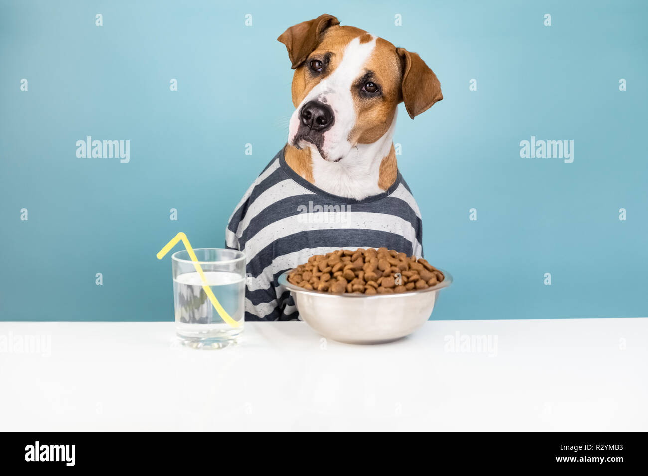 Funny dog in pajamas having breakfast at table. Illustrative concept of ...