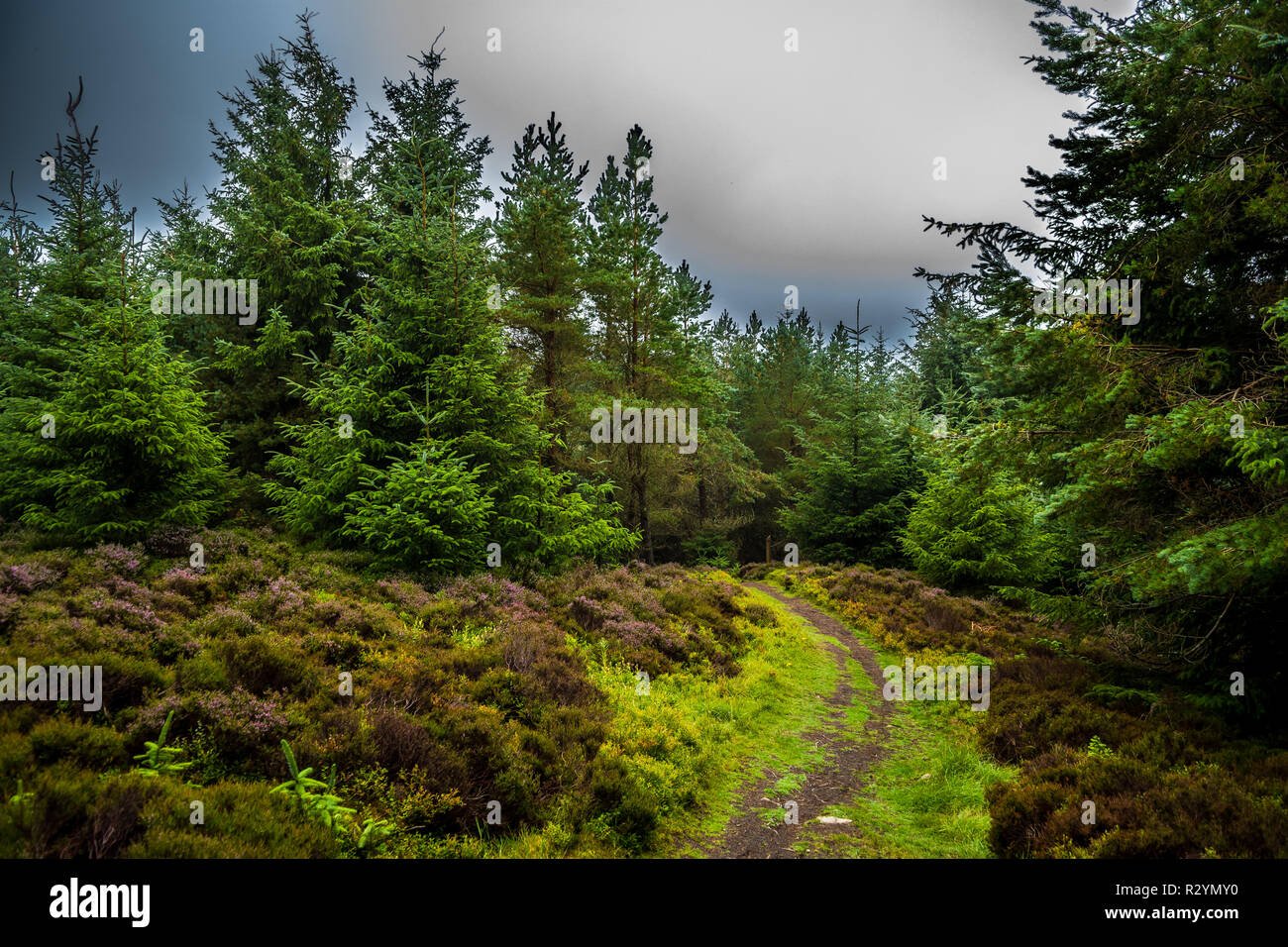 Narrow Hiking Trail Through Conifer Forest and Heather Flower Stock ...