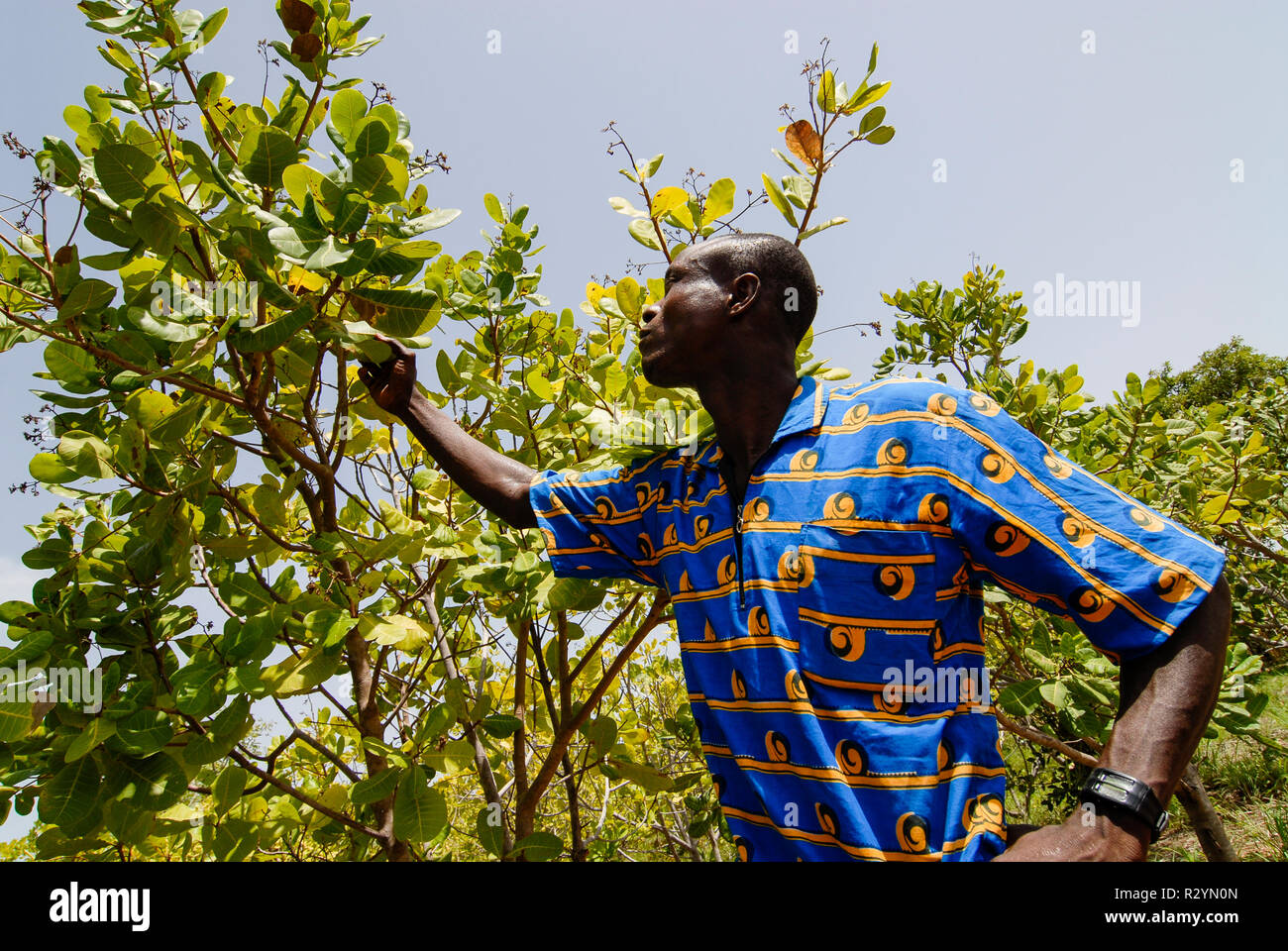 BURKINA FASO, Gao, farm with cashew trees, cashew fruit wit nut at tree ...