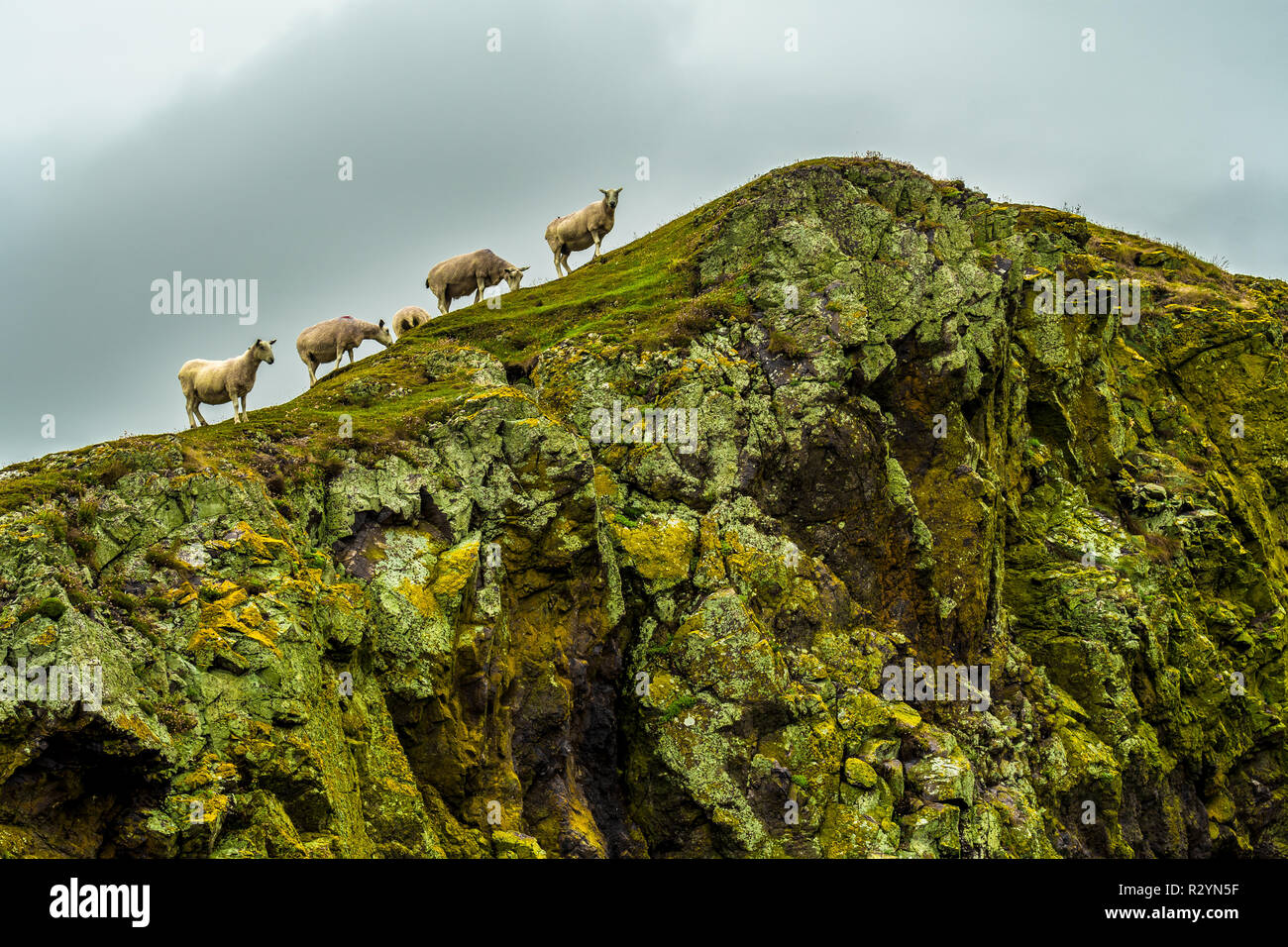 Steep Cliffs With Calm Sheep At The Spectacular Coast On St. Abbs Head ...