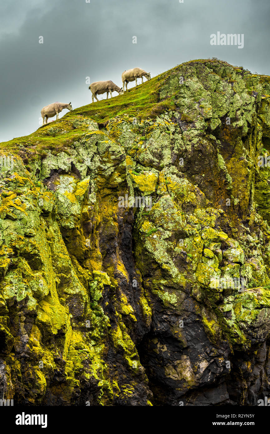 Steep Cliffs With Calm Sheep At The Spectacular Coast On St. Abbs Head ...