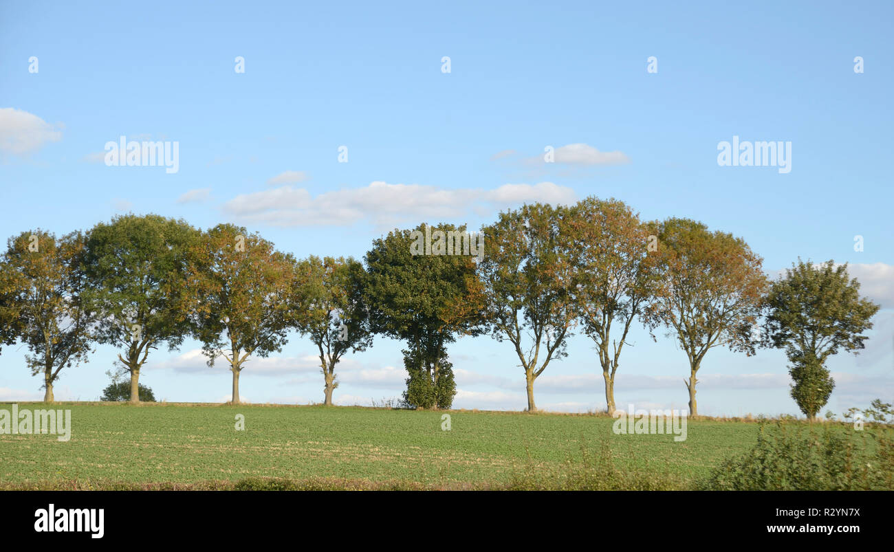 Stand of trees hi-res stock photography and images - Alamy