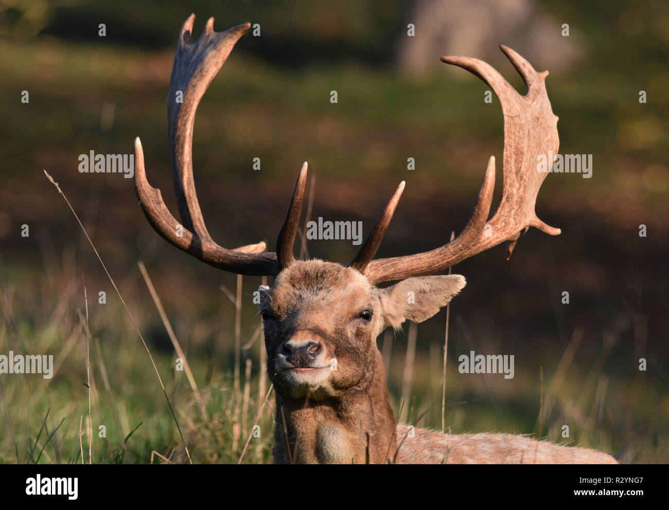 Deer cull england hi-res stock photography and images - Alamy