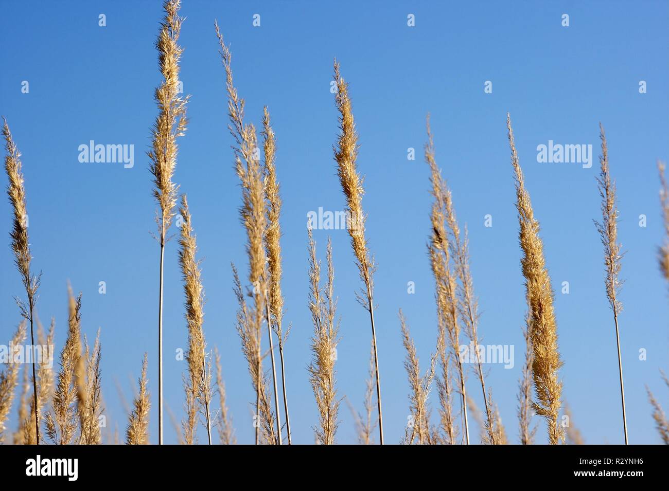 Deep golden yellow ground hi-res stock photography and images - Alamy