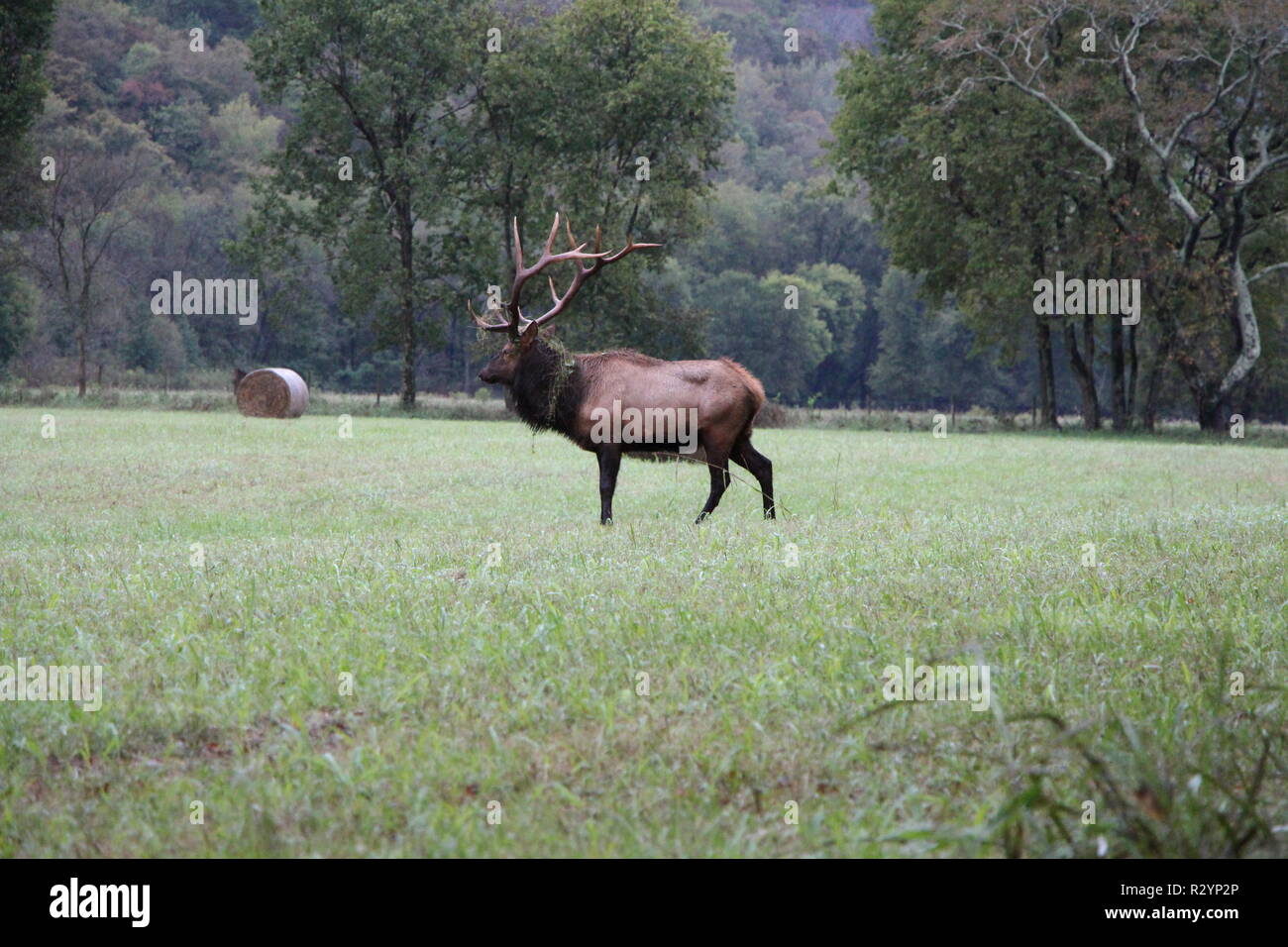 Elk in Ponca Stock Photo - Alamy