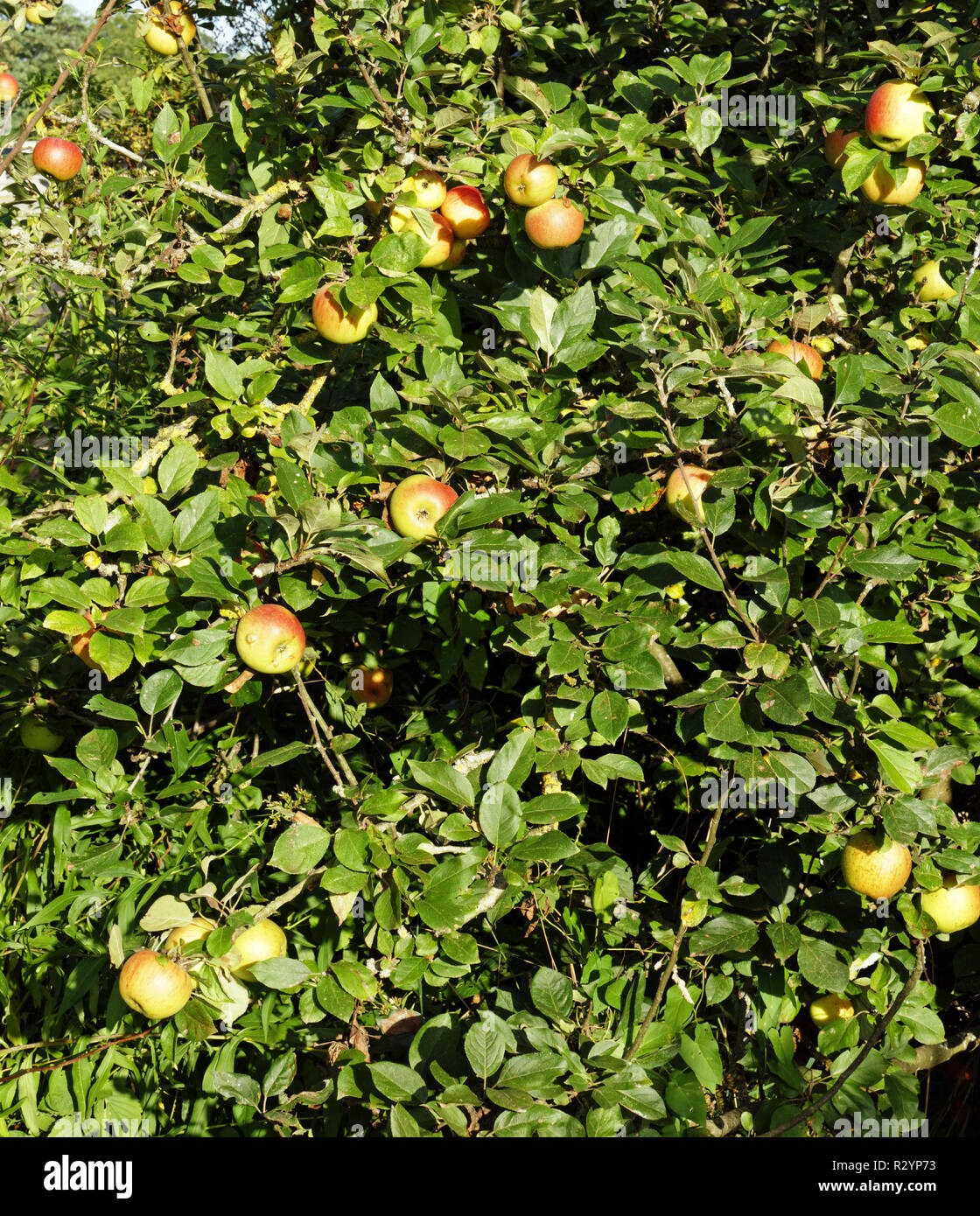Reine des fruits hi-res stock photography and images - Alamy
