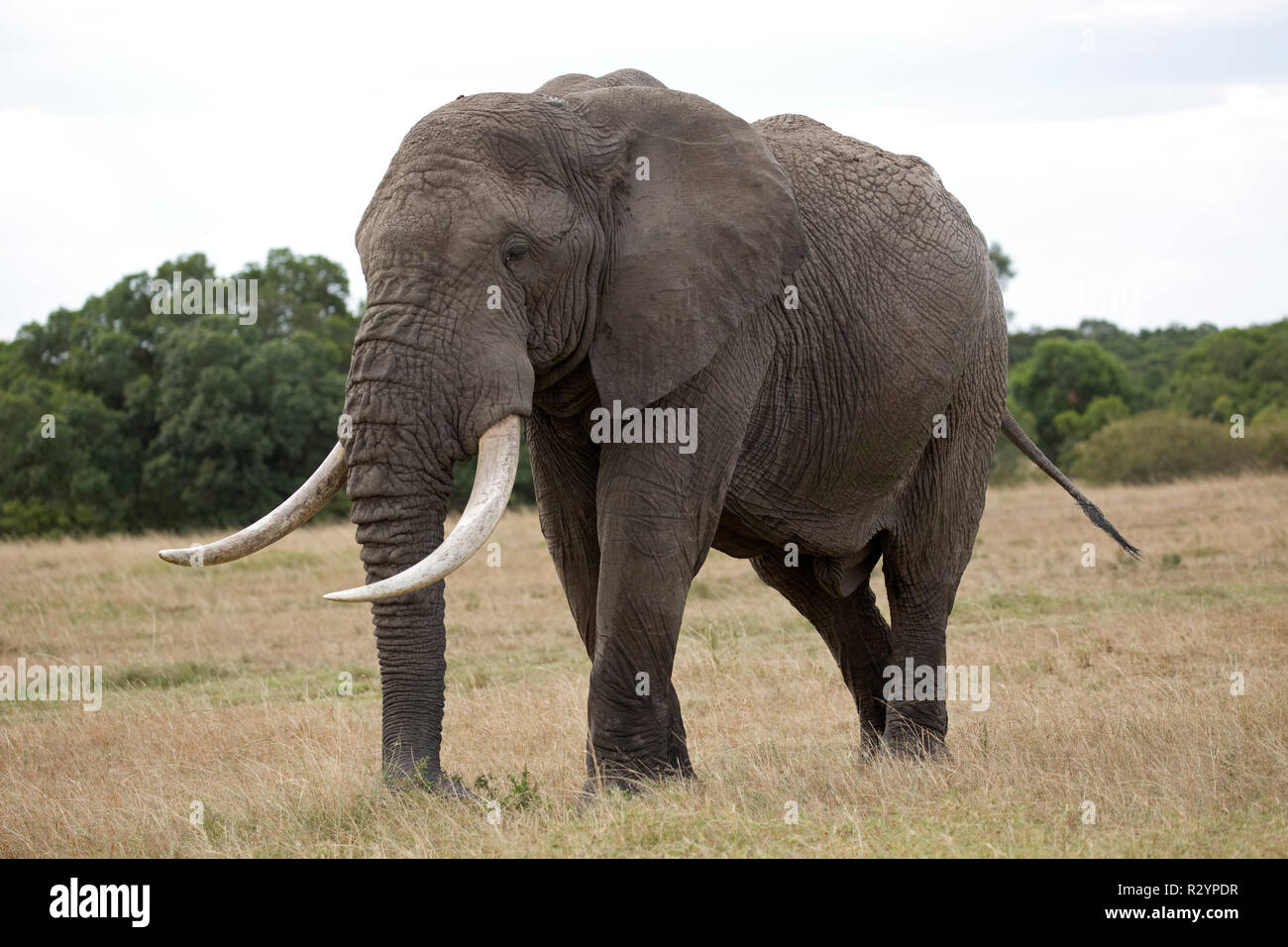 Single large African bull elephant Loxodonta africana Lewa Wildlife ...