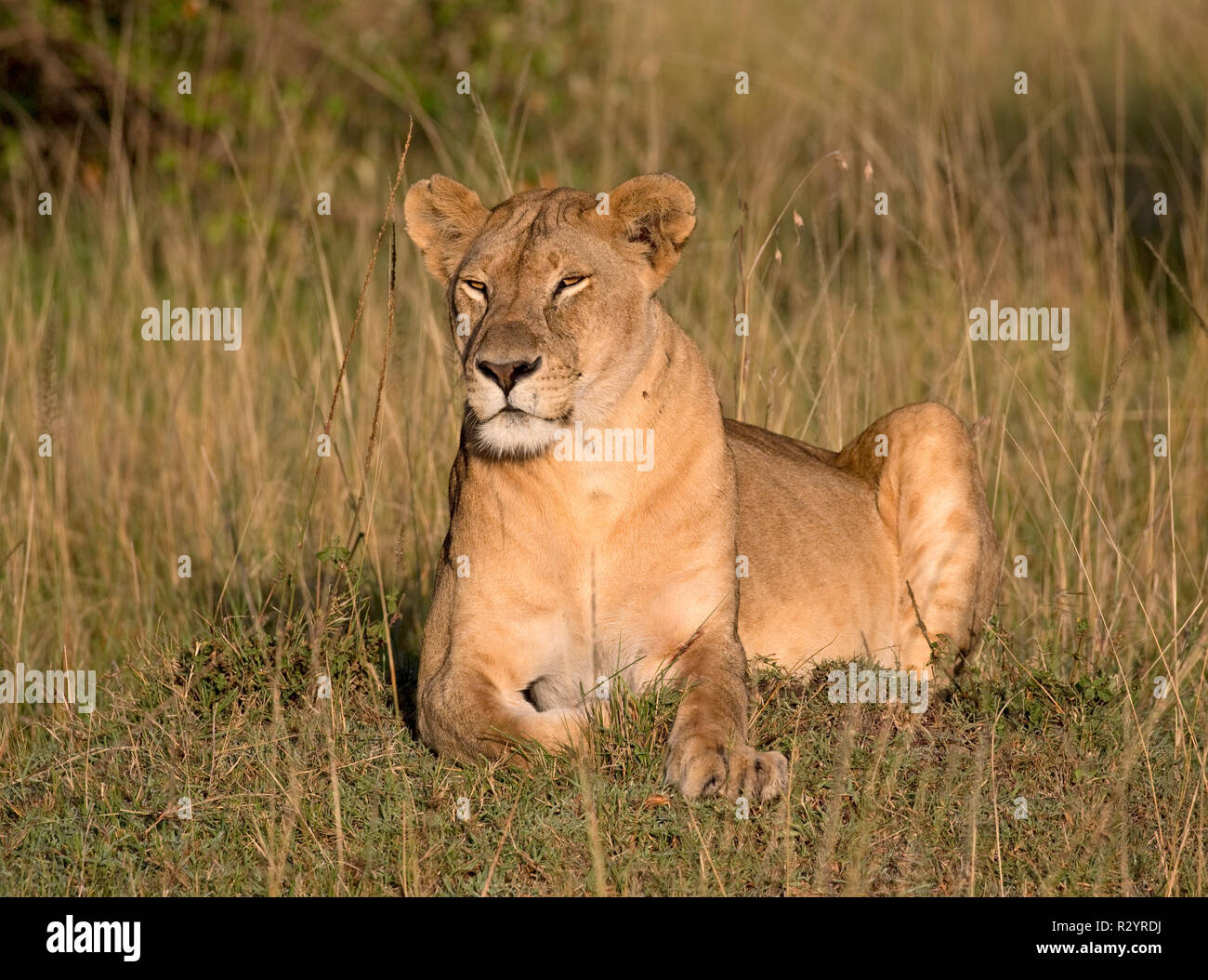 Lioness Sitting Up