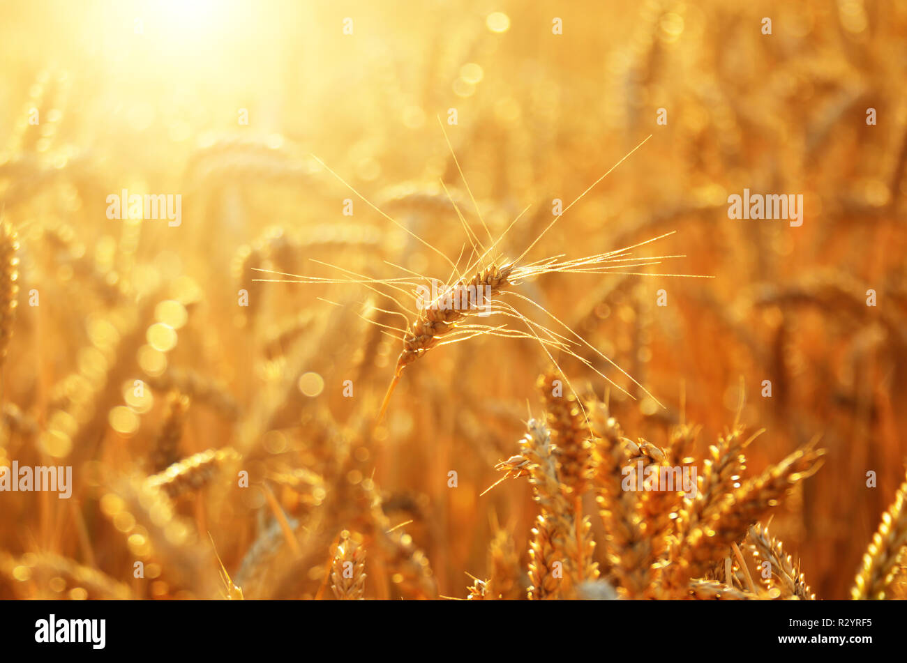 Barley field under cloudy blue sky in Ukraine Stock Photo - Alamy