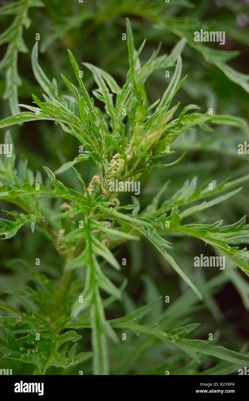 Evil weed hi-res stock photography and images - Alamy