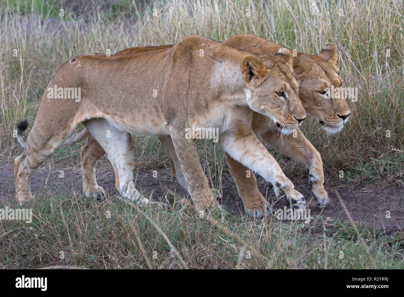 Lion two lionesses hi-res stock photography and images - Alamy