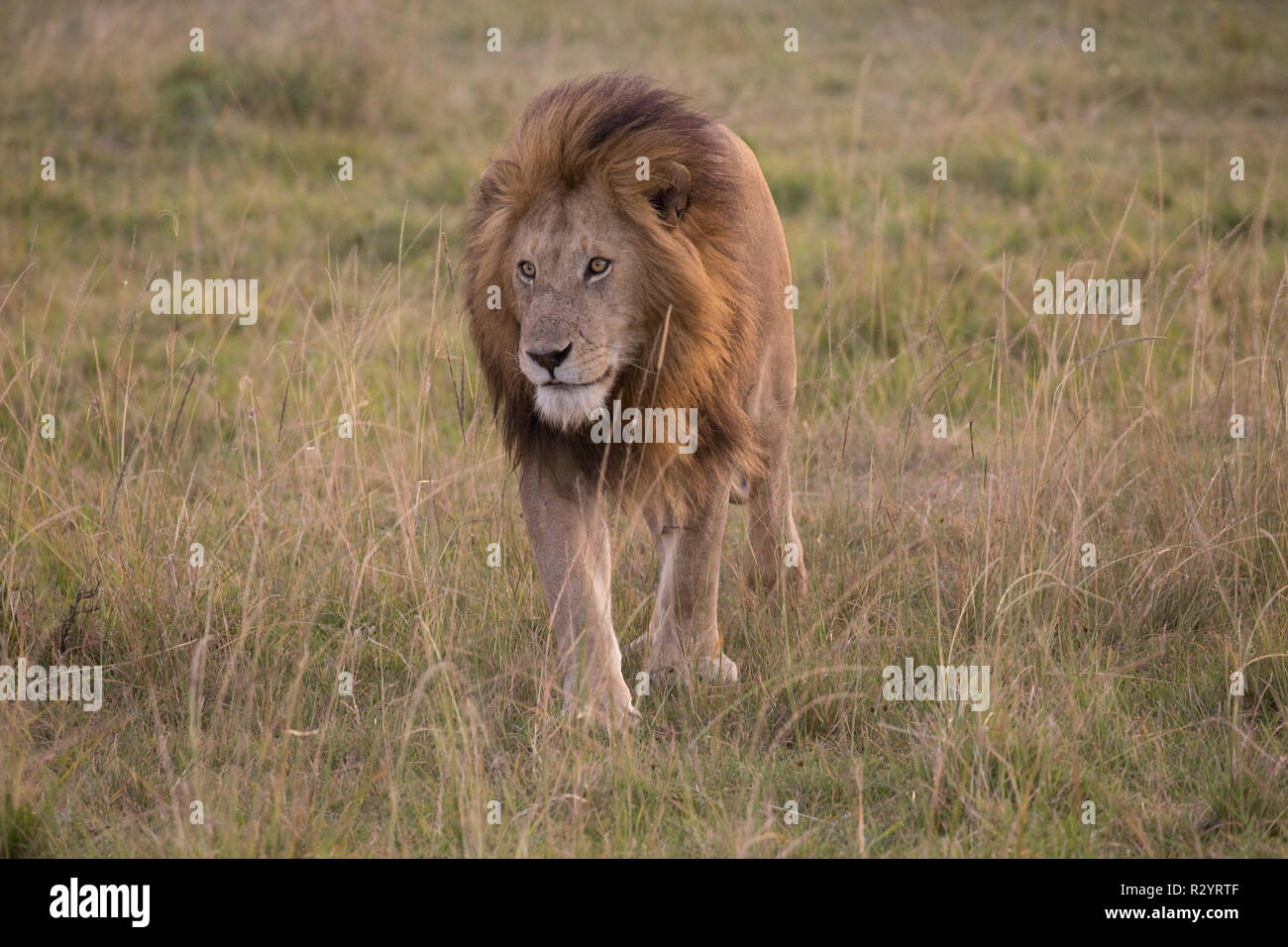 Full mane hi-res stock photography and images - Alamy