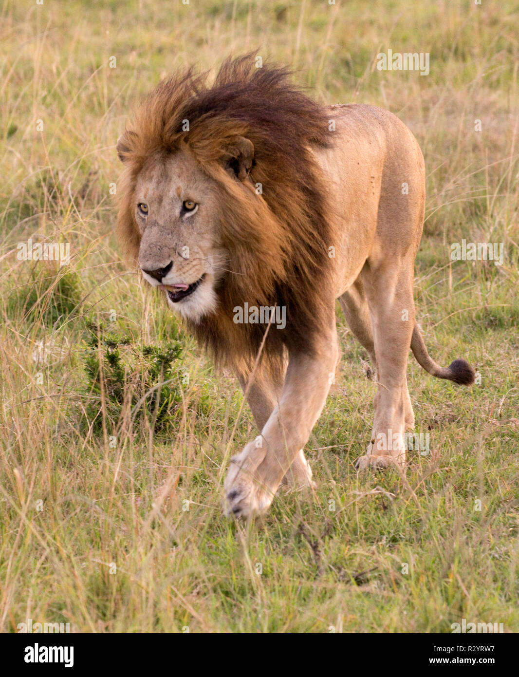 Large full maned male lion, walking through grassland savannah, Masai ...