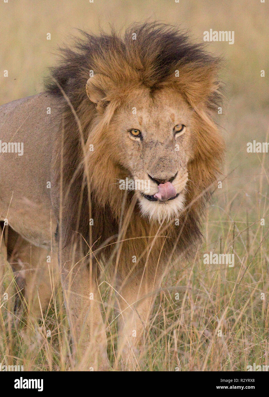 Full mane hi-res stock photography and images - Alamy