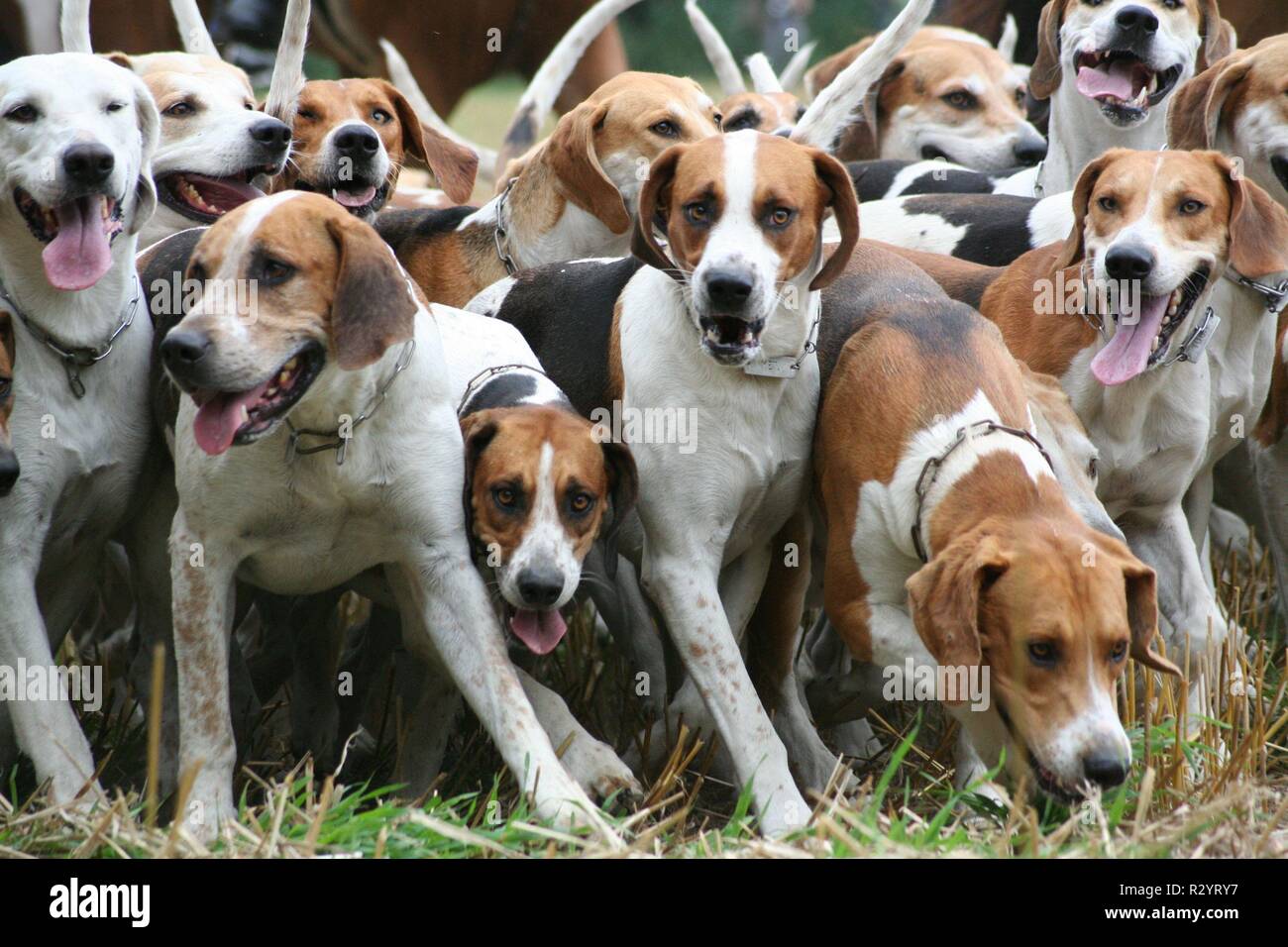 Beagle pack hi-res stock photography and images - Alamy