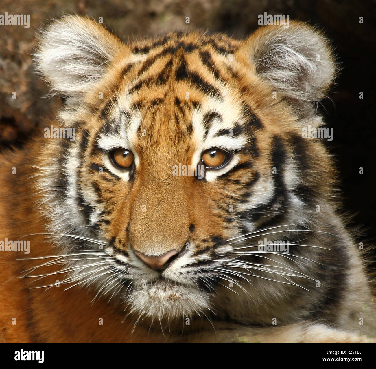 Tigerportait hi-res stock photography and images - Alamy