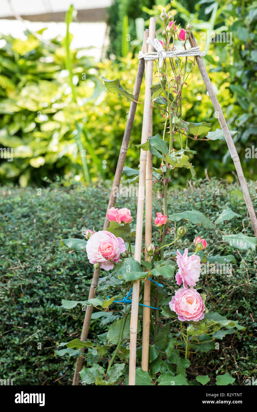 Raspberry Rose Large Rose Flower "Prix Pierre-Joseph Redoute", Summer ...