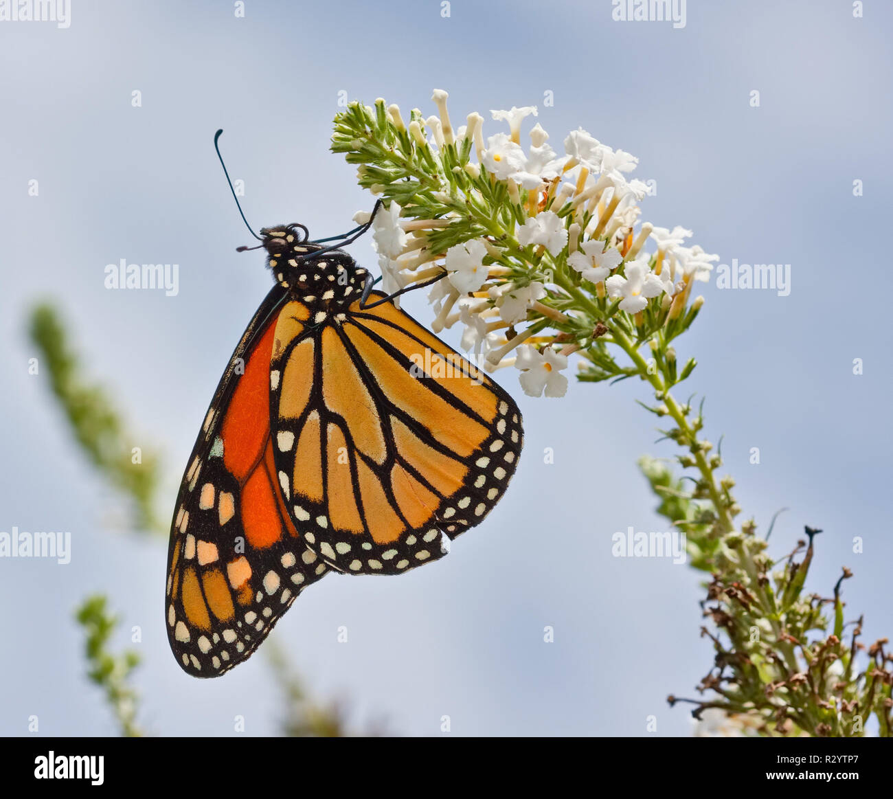 Migrating insects hi-res stock photography and images - Alamy