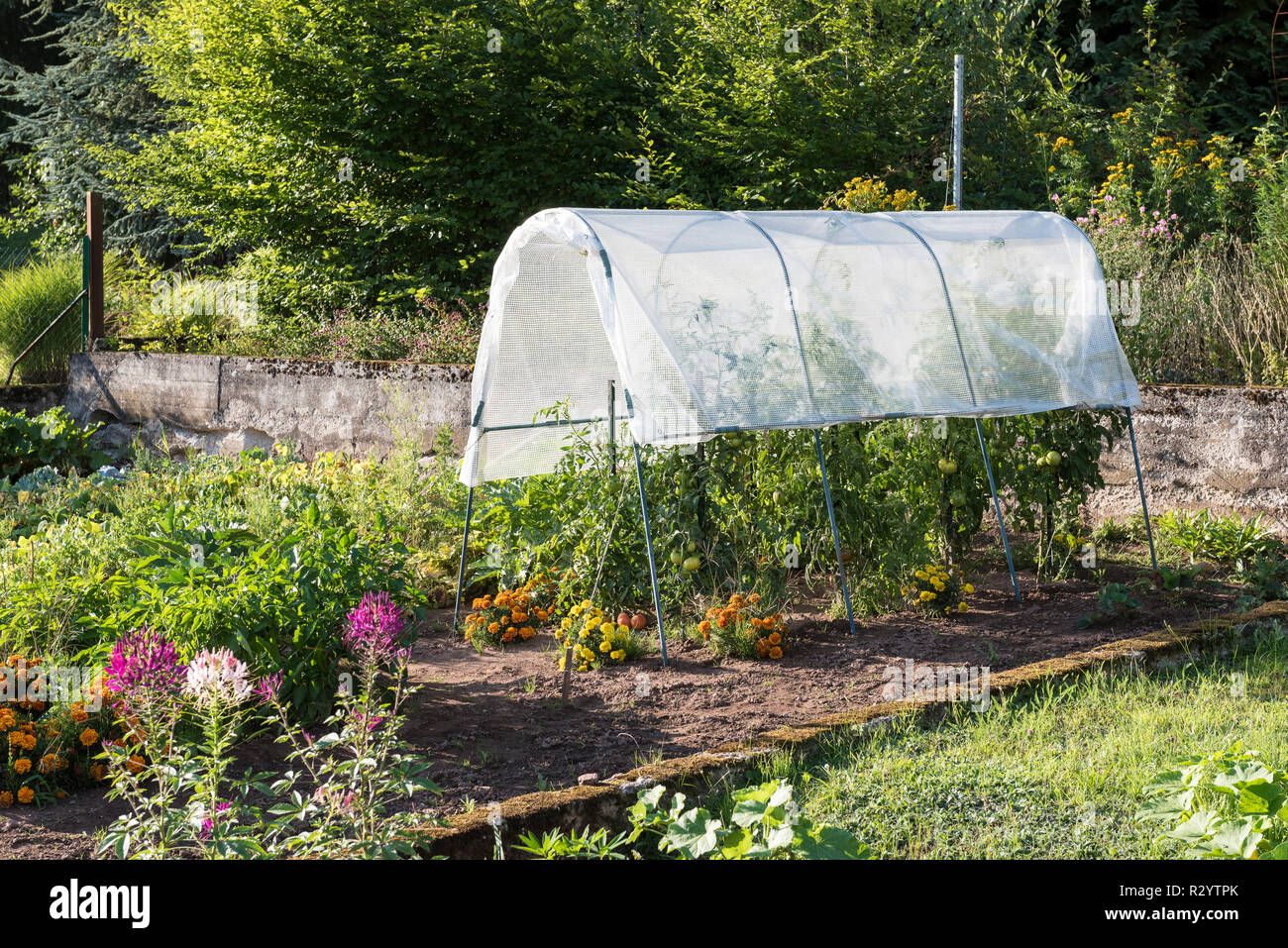 Mini tomato house from foil with Tomato plants growing inside Stock ...