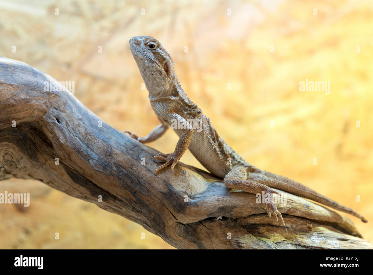 Dragon babies hi-res stock photography and images - Alamy