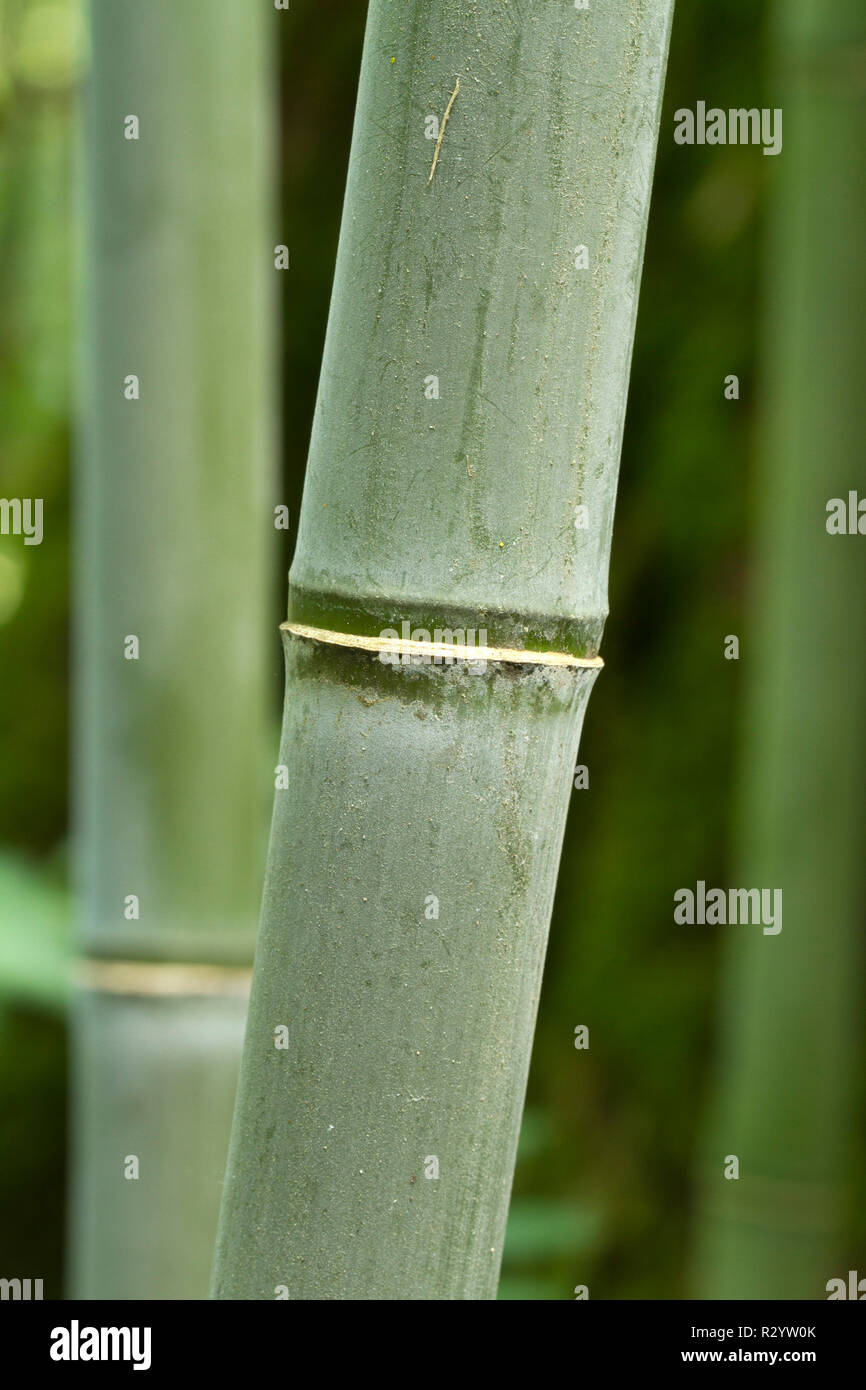 Water bamboo phyllostachys heteroclada hi-res stock photography and ...