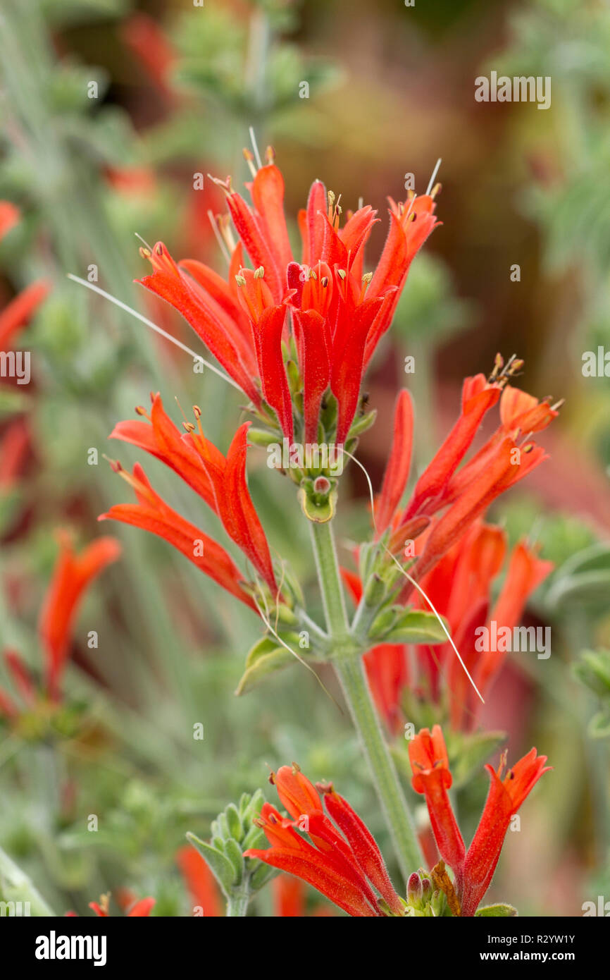 Uruguayan firecracker plant dicliptera squarrosa hi-res stock ...