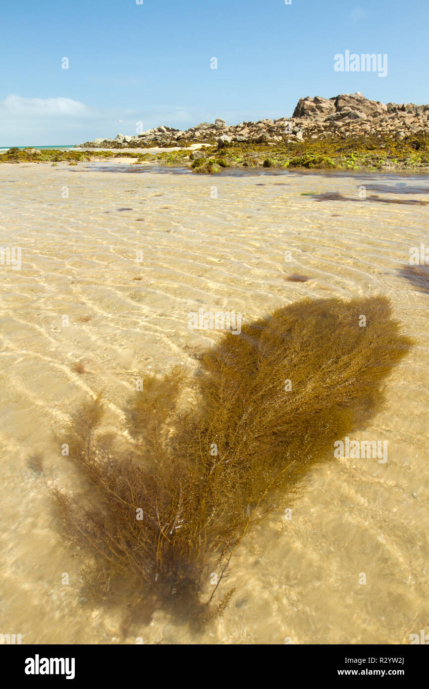 Japanese Wireweed (Sargassum muticum), Pleubian, Cotes-d'Armor, France ...