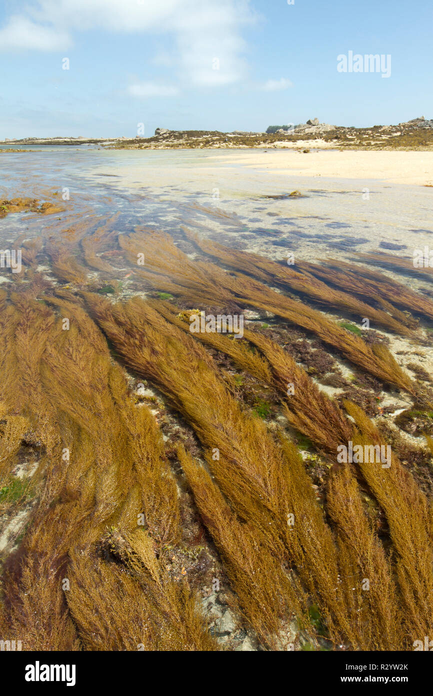 Japanese Wireweed (Sargassum muticum), Pleubian, Cotes-d'Armor, France ...