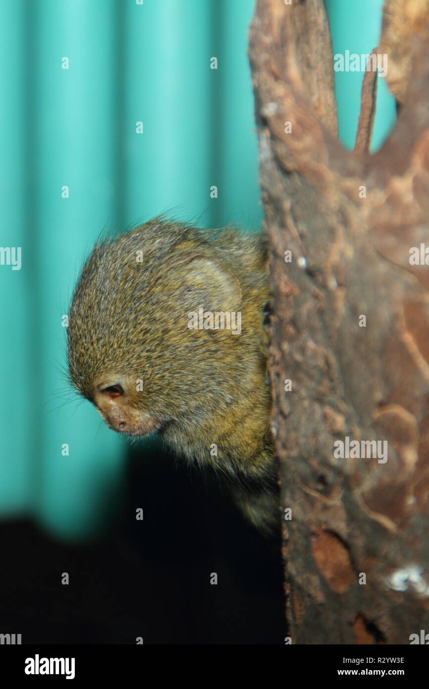 Minia ffchen hi-res stock photography and images - Alamy