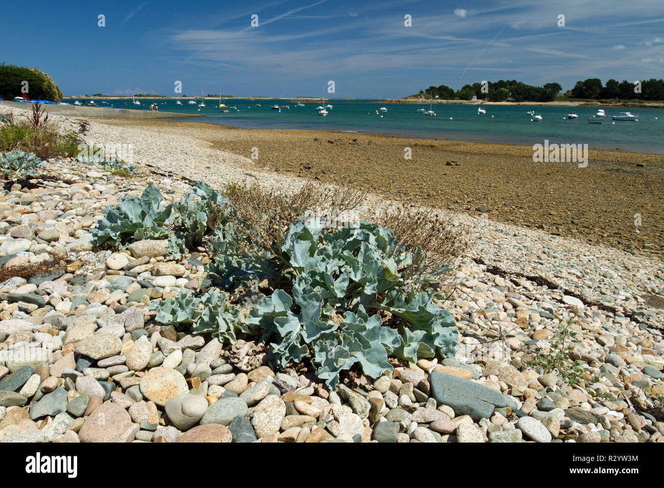 Sea kale (Crambe maritima) in a pebble strip, An Hinkin, Plougrescant ...
