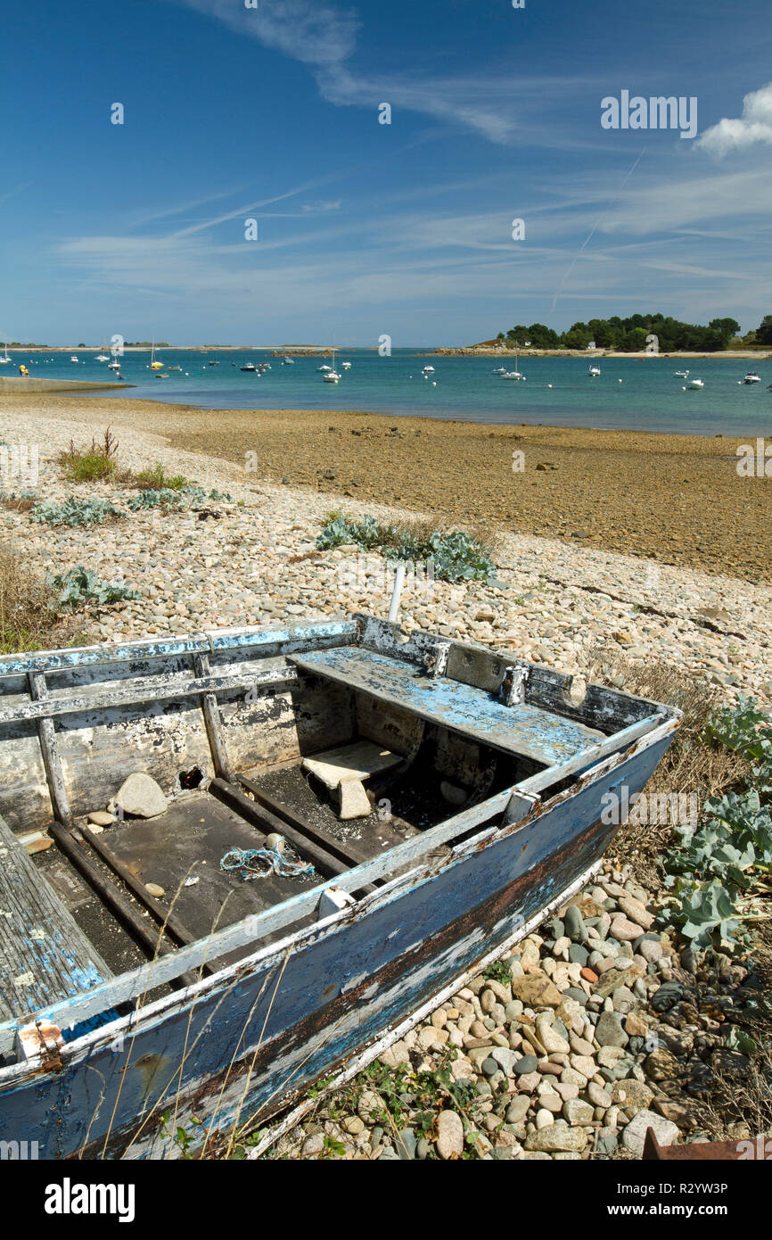Sea kale (Crambe maritima) in a pebble strip, An Hinkin, Plougrescant ...
