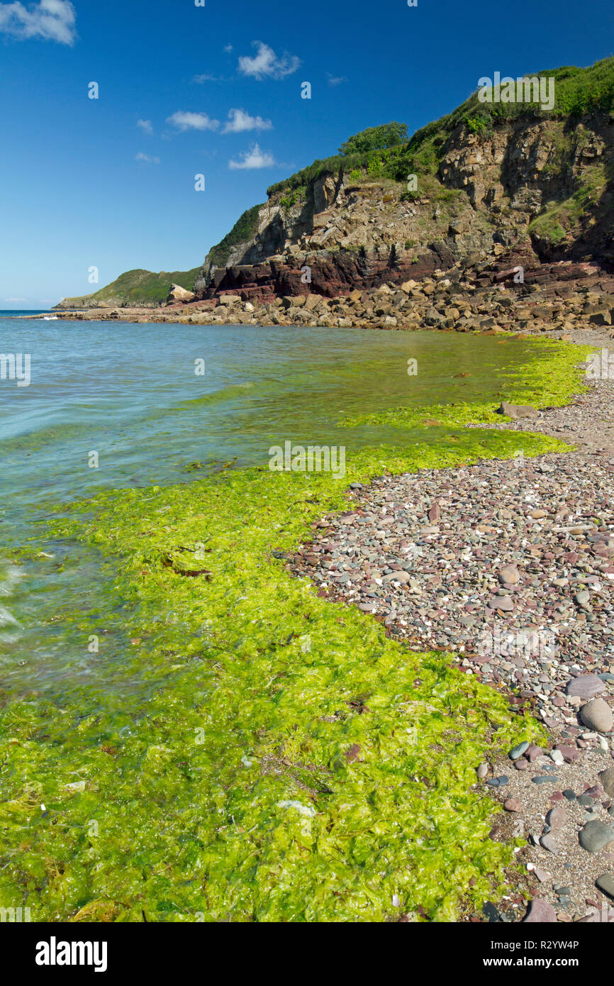 Green algae (Ulva spp), Brehec cove, Plouha, Cotes-d'Armor, Bretagne ...