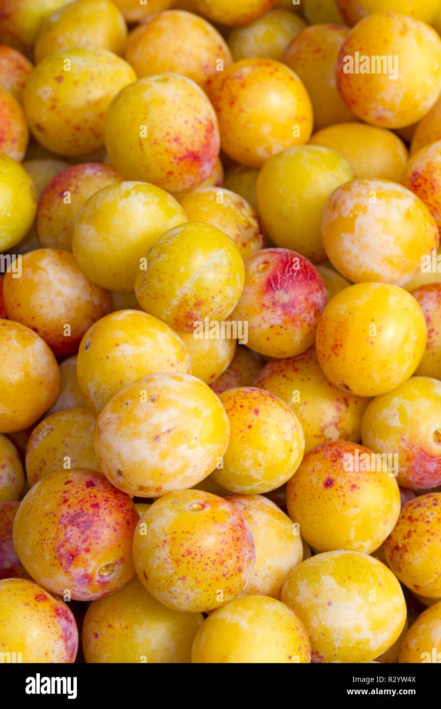 Mirabelle plums (Prunus insititia Stock Photo - Alamy