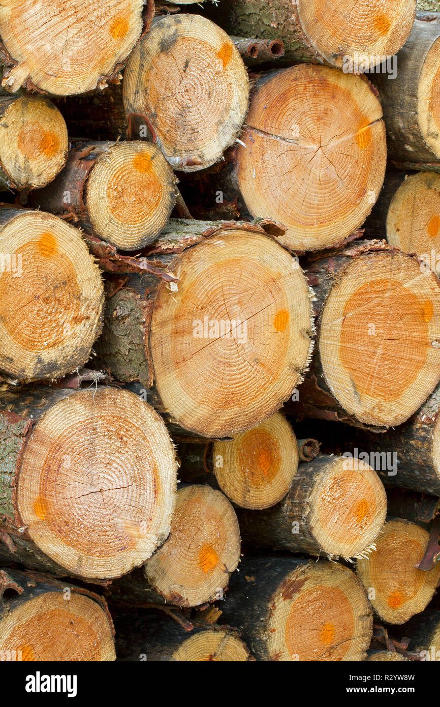 Silver fir logs (Abies alba Stock Photo - Alamy