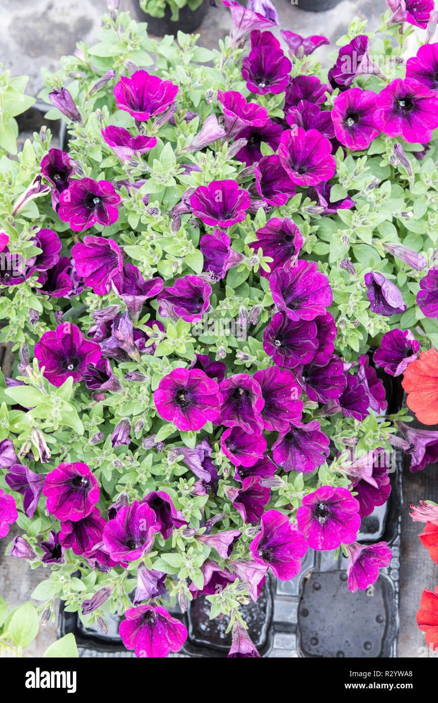 Surfinia Petunia Sp High Resolution Stock Photography and Images - Alamy