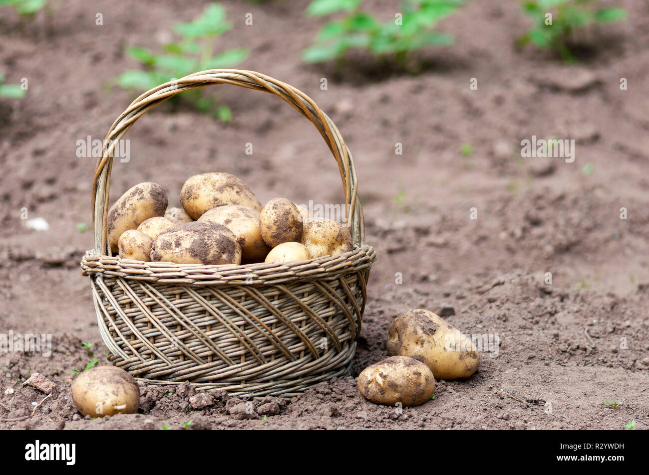 Agria potato hi-res stock photography and images - Alamy